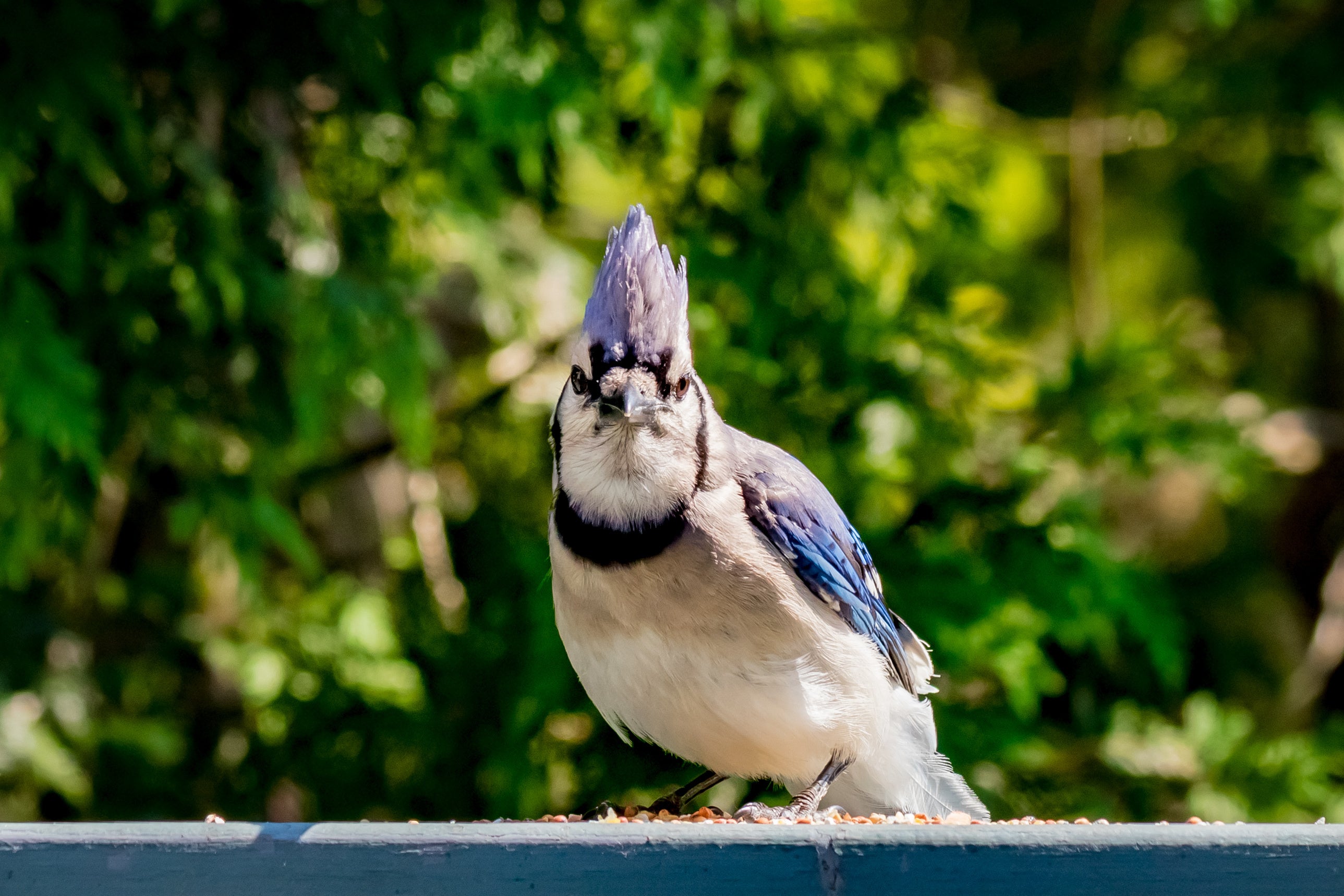 The Bluebird of Hap— Wait. Never Mind. – B. A. Paul